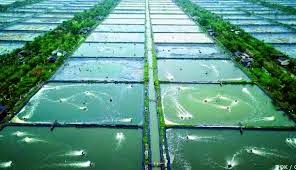 Negara Laut: Indonesia Kuasai Teknologi Tambak Udang Ramah Lingkungan