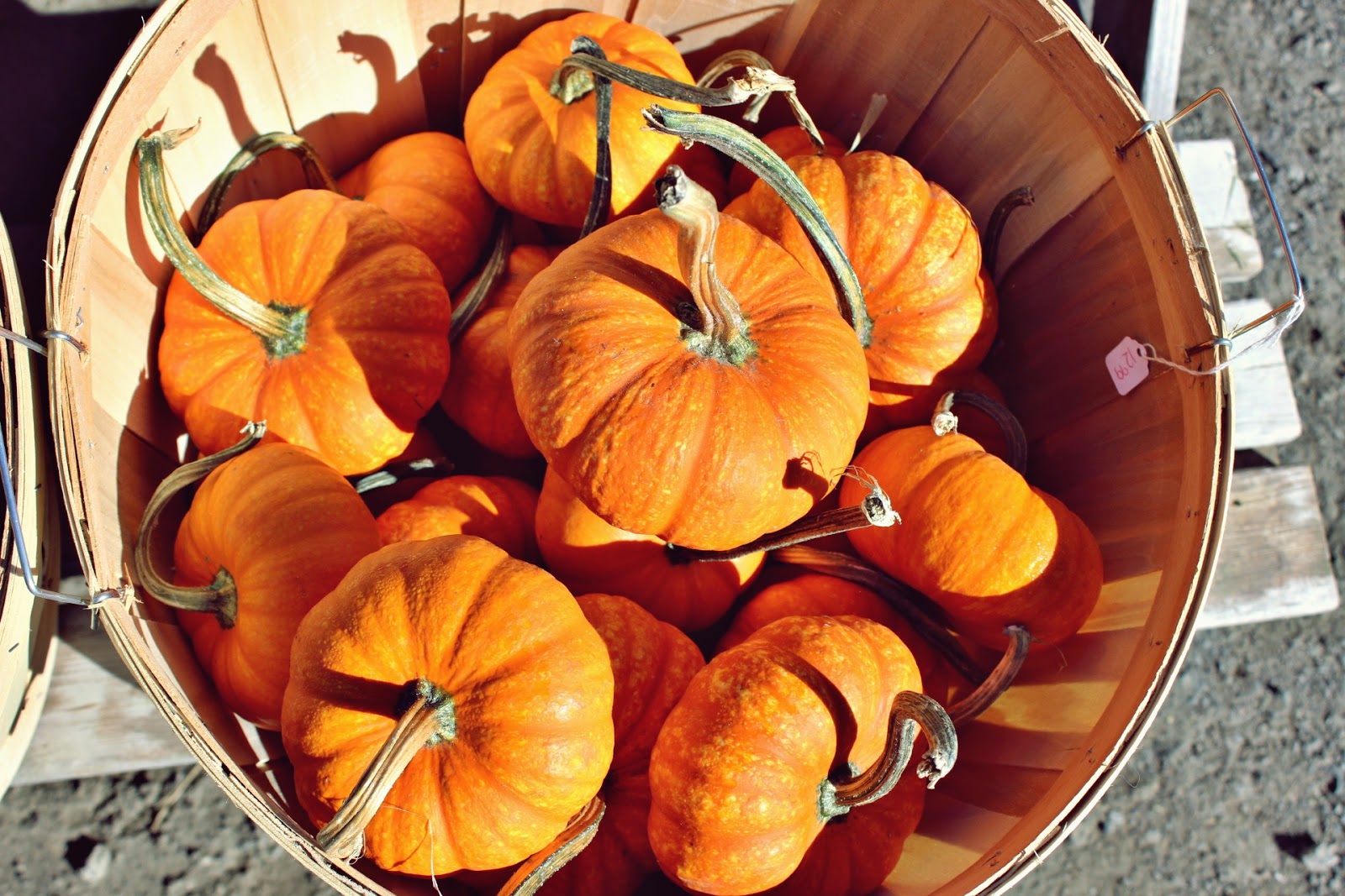 American Sweetheart: Fall in New England 2015