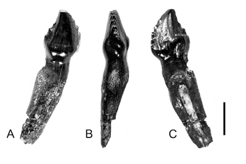 Sciency Thoughts: Nodosaurid teeth from the Early Cretaceous of ...