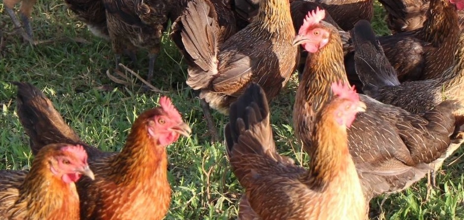 Philippine Poultry Industry