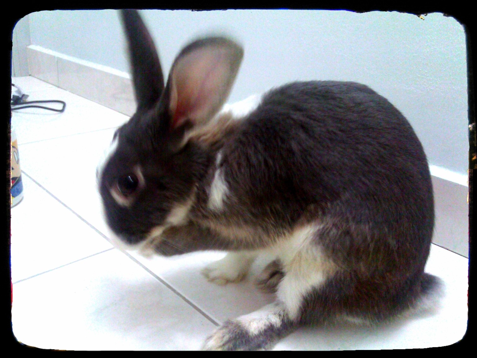 Fluffy And Bunny: Praying For Toffee Rabbit