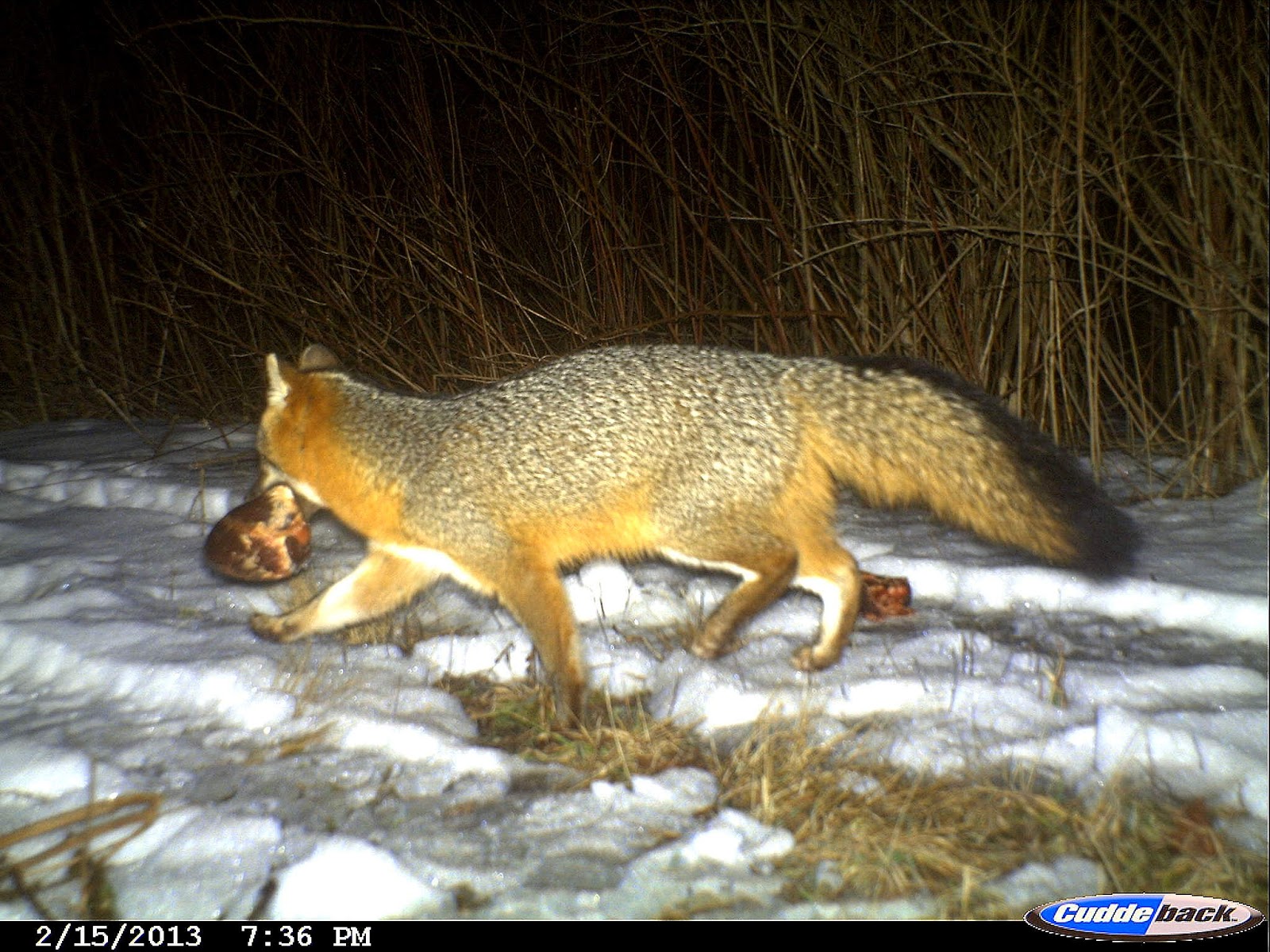 Backyard Beasts: A Valentine's Day tradition