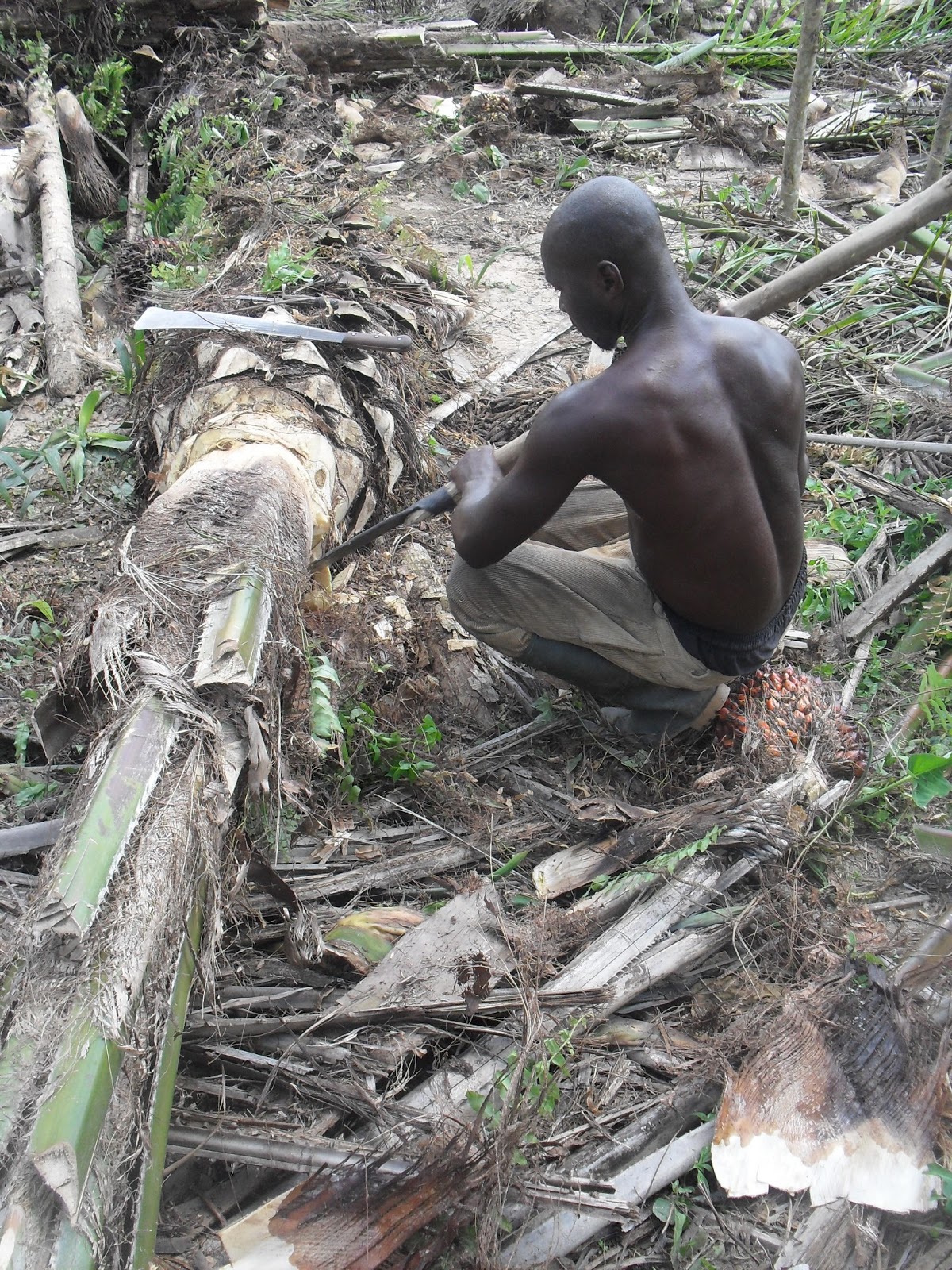 PALM WINE BREWERY AND LOCAL GIN DISTILLATION: PICTURES OF TAPPING PALM WINE