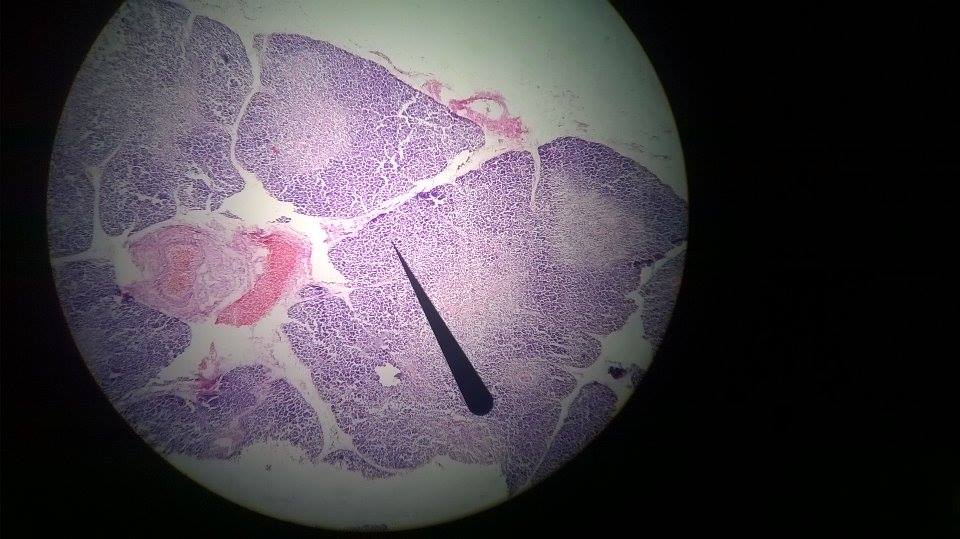 HISTOLOGÍA 961: TEJIDO CONECTIVO ESPECIALIZADO
