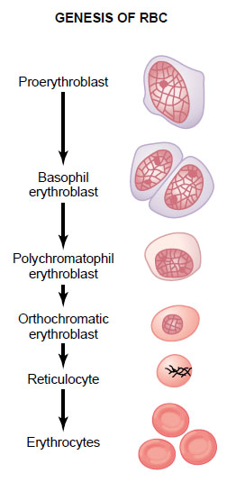 Red blood cell formation ~ Medicine Hack