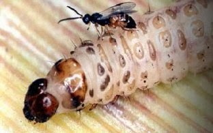 Control biológico : INSECTOS PARASITOIDES: Generalidades