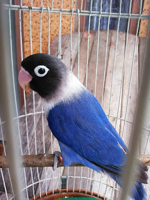 African Lovebirds Mutations Variety - Lovebird Breeding Tips And ...