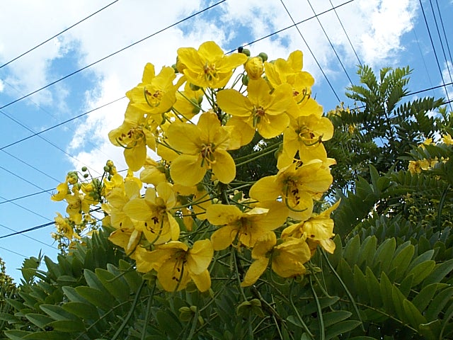 Pau Fava - Senna macranthera
