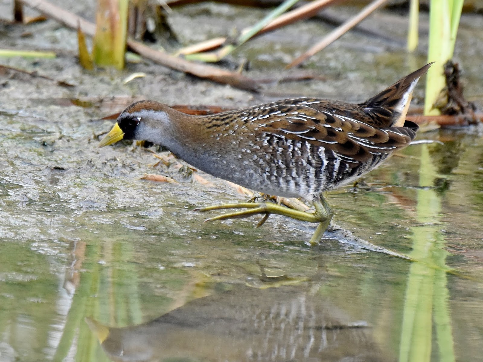 1410 OakWooD: Hard Wetland Birds