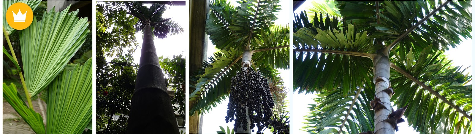 ARBORETUM: Reinado de palmas