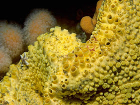 Real Monstrosities: Sponge