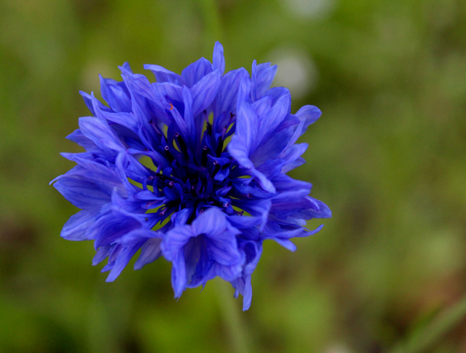 Lopotin Toimelan pihaunelmia: Ruiskukkia ja pellon kaunottaria