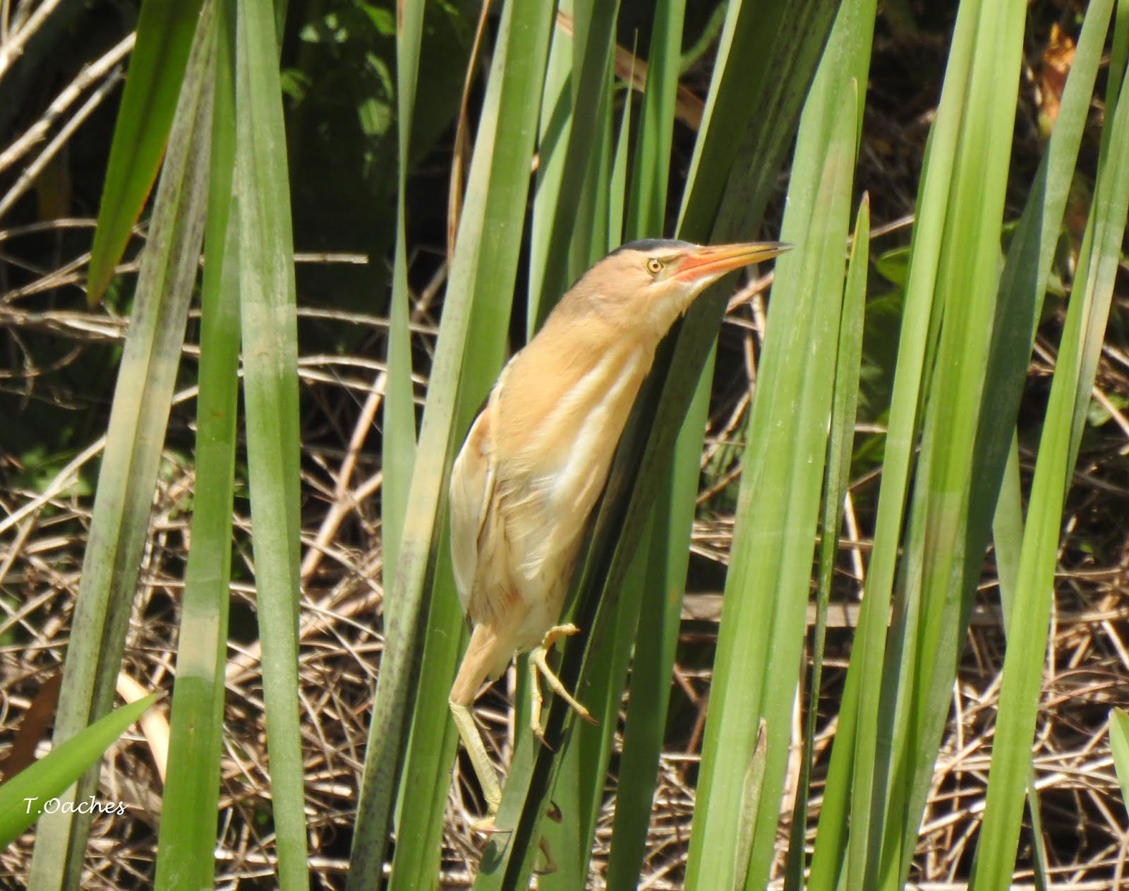 PASARI DIN ROMANIA: STARC PITIC, Ixobrychus minutus