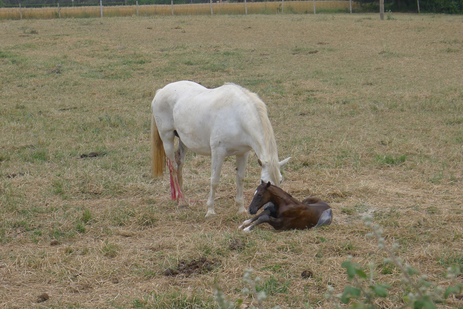 el blog d'en joan vilardell: Ha nascut un poltre