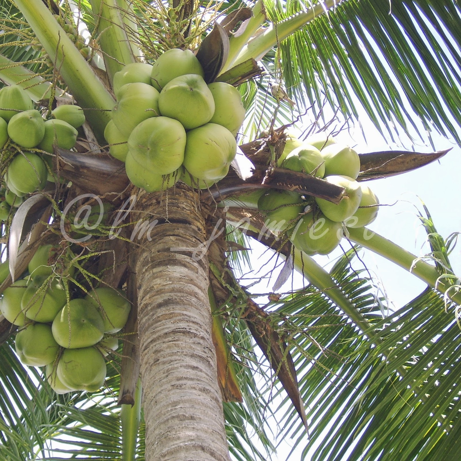 Lin-Marie Jamieson: May 2015