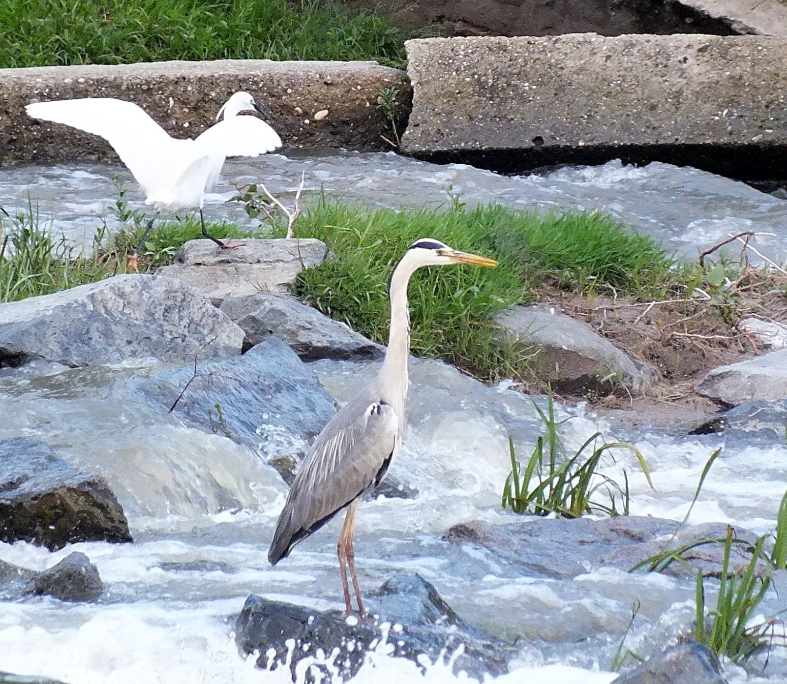 Jurnal unui desculț : starc cenusiu baraj raul vedea alexandria teleorman