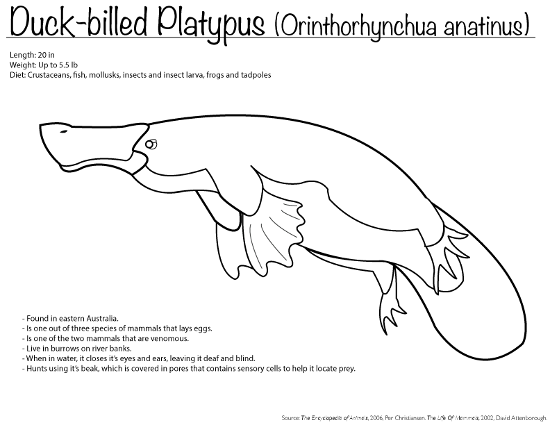 Melody's Menagerie : Duck-billed Platypus