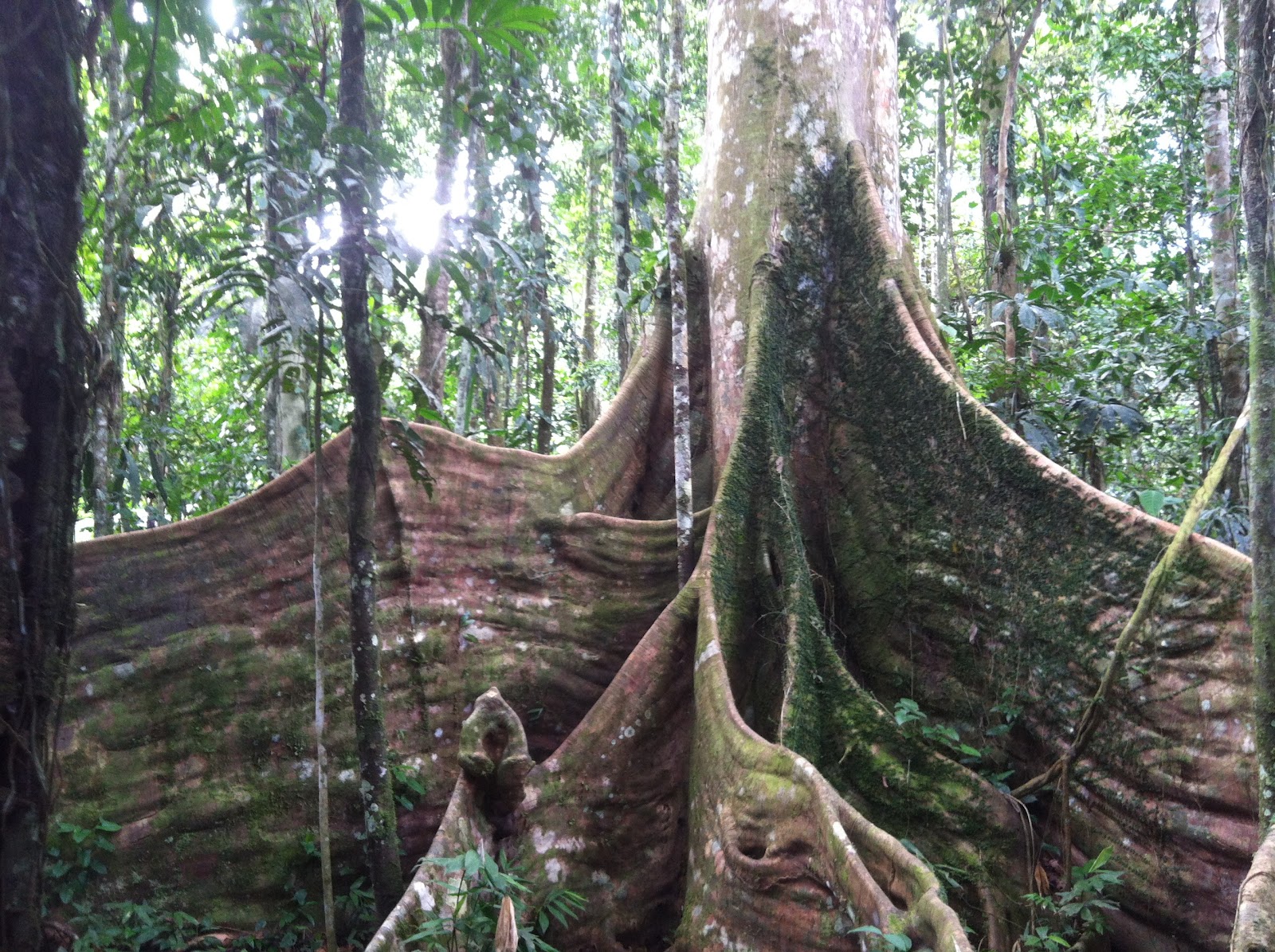 En Ecuador, aprendiendo y viajando: GIANT TIPUTINI POST - Week of 9/3/12
