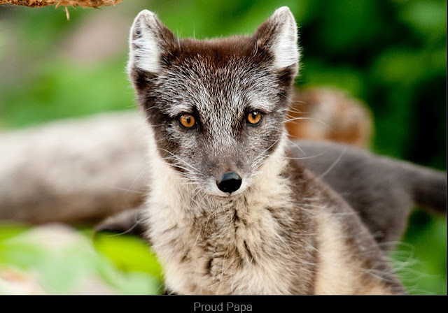 White Wolf : Photographer Takes Heart-Melting Photos Of Young Arctic ...
