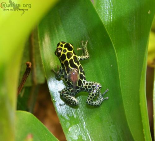 The Adventures Of Otterwoman: Frogs are Creepy and Disturbing