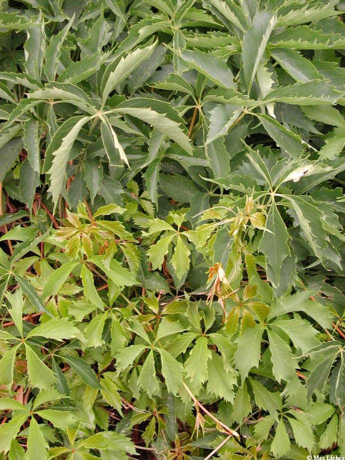 tra orto e giardino: Parthenocissus Tricuspidata o Vite americana