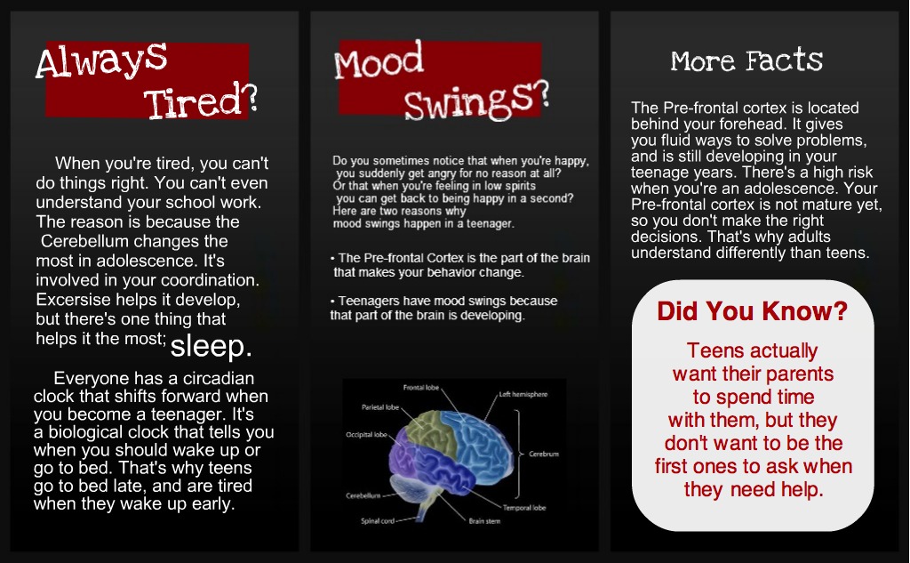 Showcase: Teenage Brain Brochure