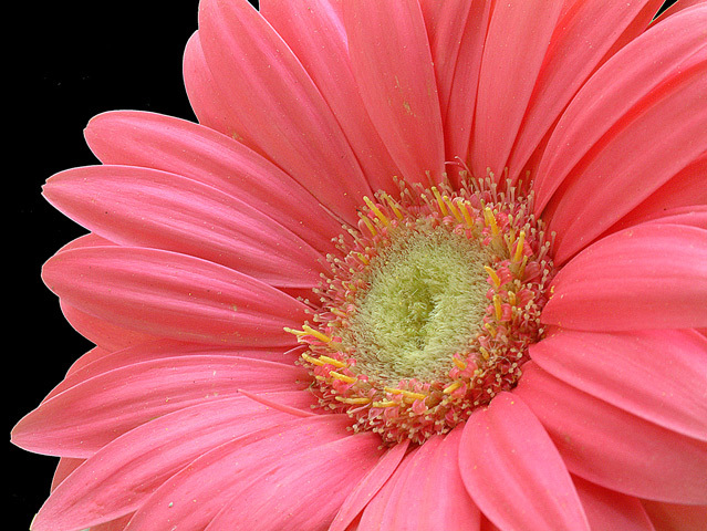 Encanto Verde: A flor do dia e a gérbera