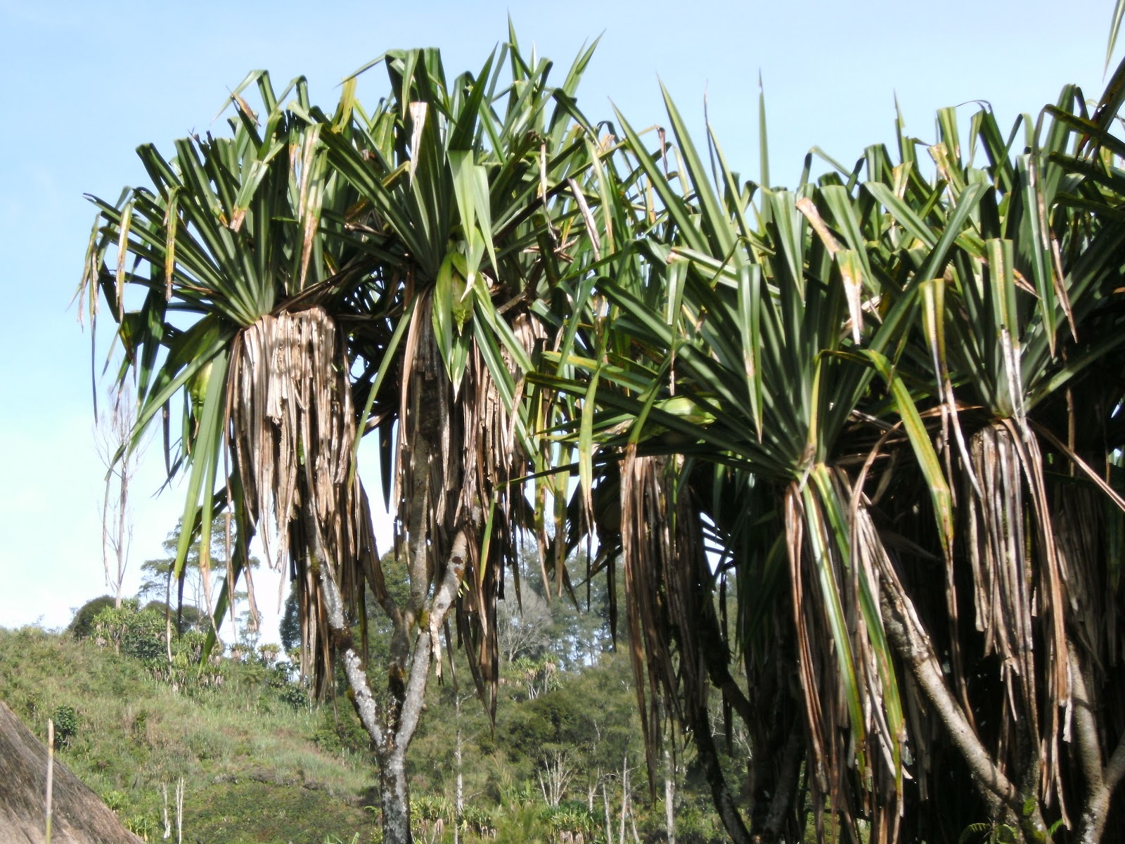 Last Karints in Pictures: Pandanus Nut (Karuka) Season