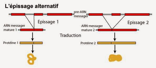 Mon cours de SVT: C3. La transcription de l'ADN en ARNm