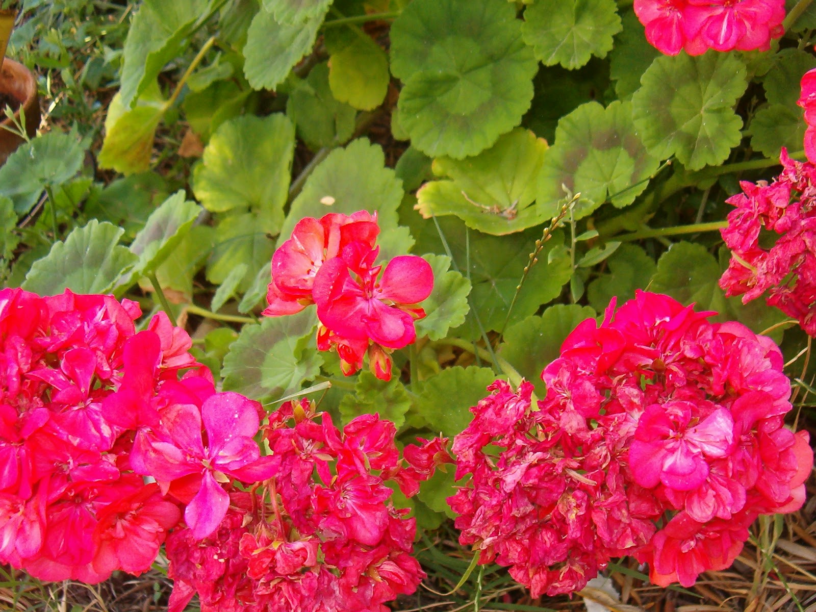 finca Azaroa. Un lugar donde aprender a cuidarse: La flor del geranio