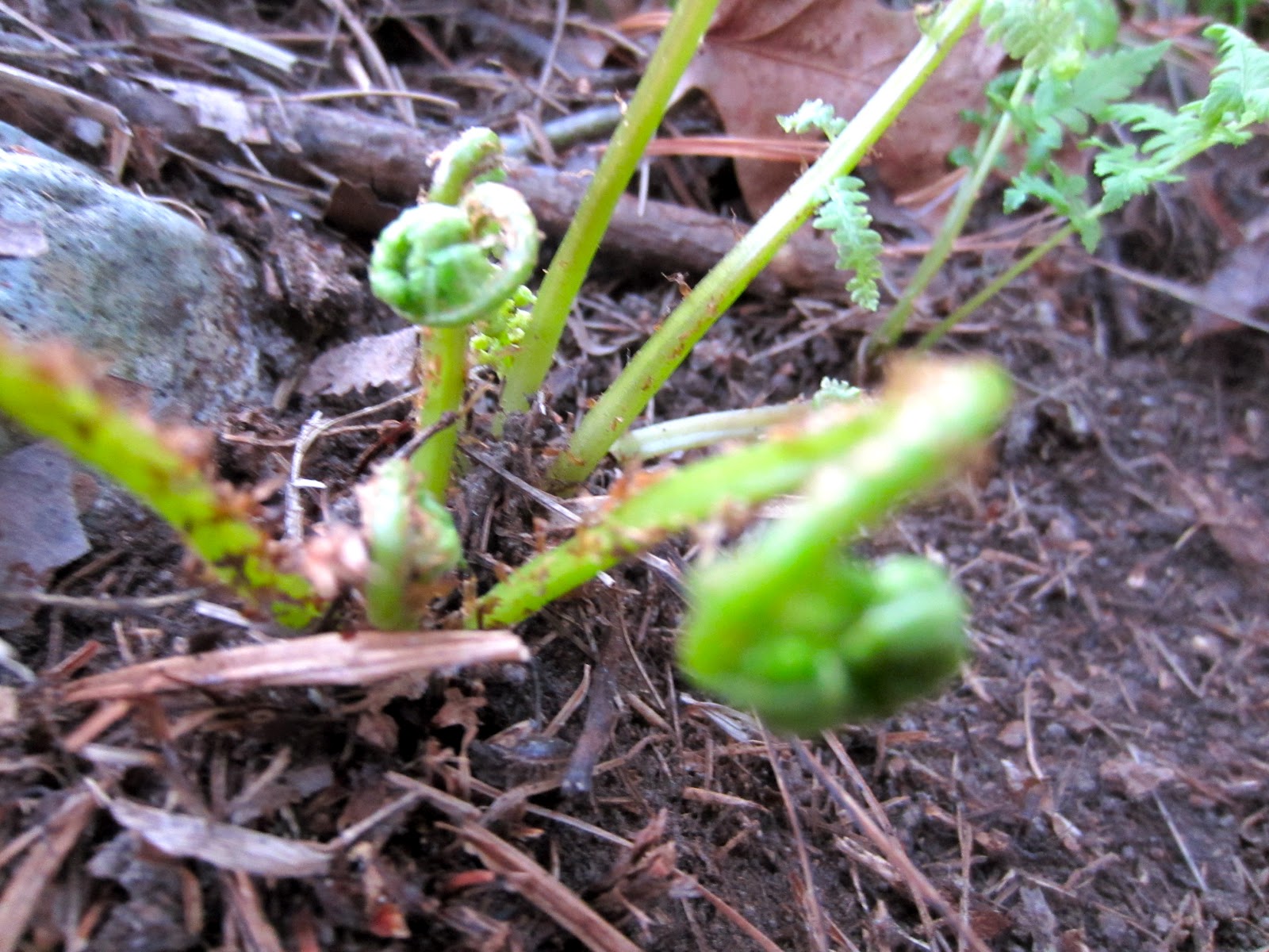Taste of Nepal: Fiddlehead Fern - Neuro, Niuro (नीयूरो)