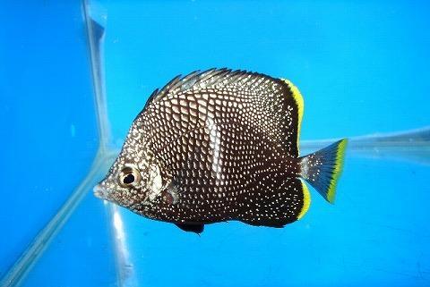 D' Ocean Aquarium: Ikan Kepe kepe (Butterfly Fish)