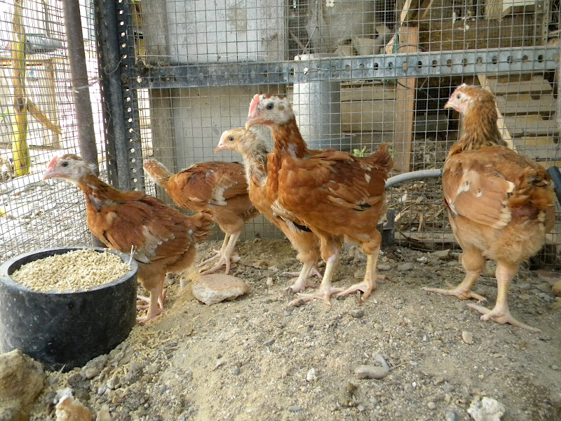El Huerto de Tatay: Pollitos