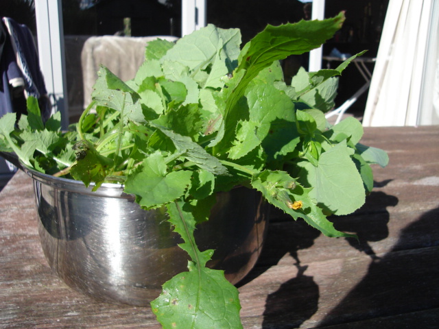 Te Roto Otaki: The “puha” patch - by Monica