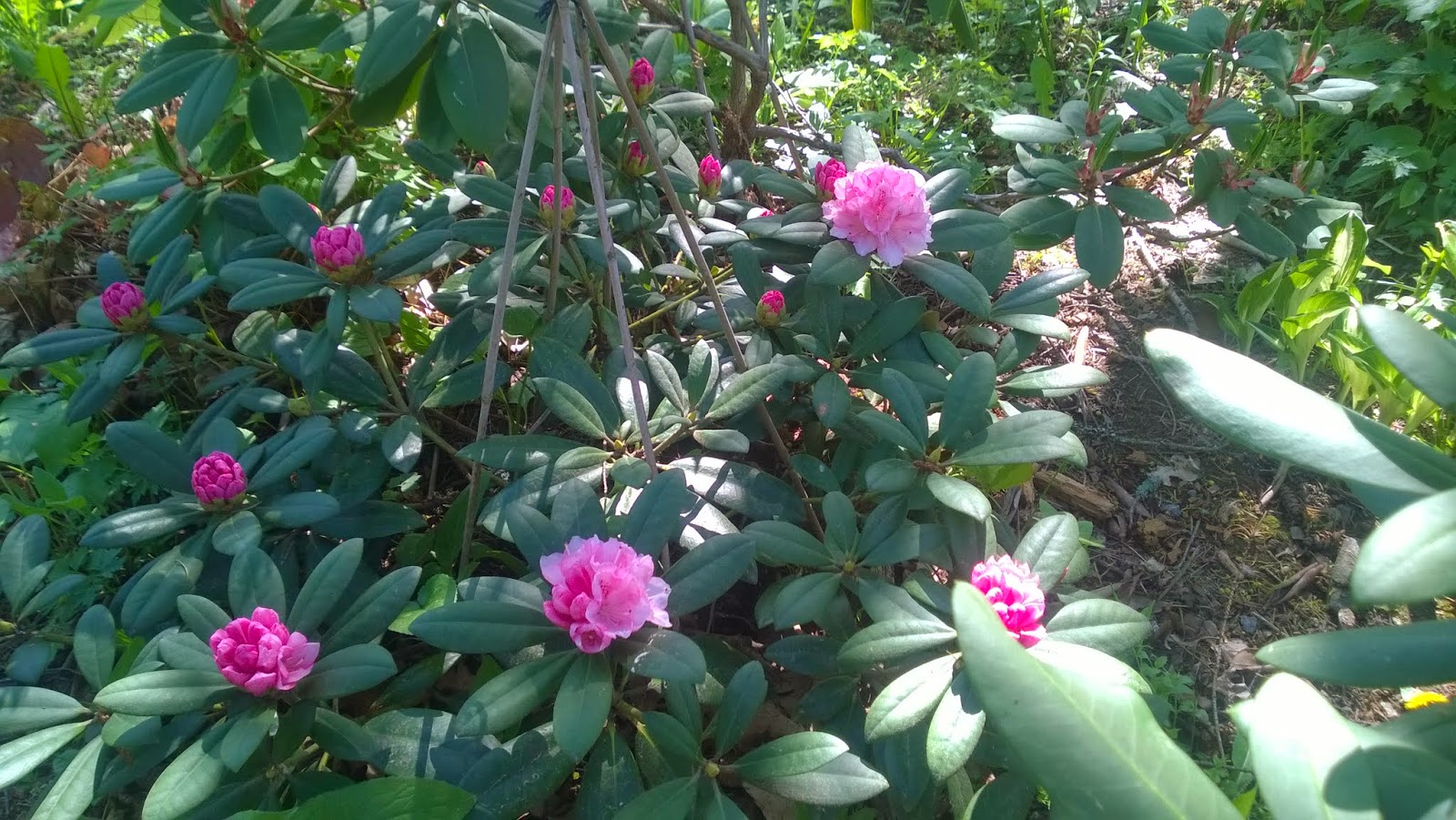 Vallaton mummeli: Rhododendron 'Ingrid Mehlquist'in muodonmuutos ...