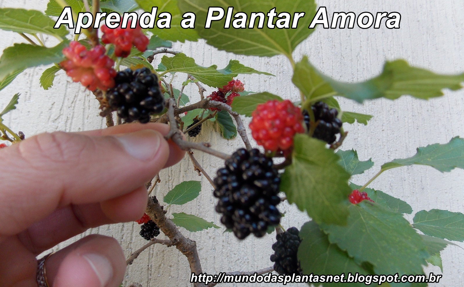 Mundo das Plantas : COMO PLANTAR AMORA