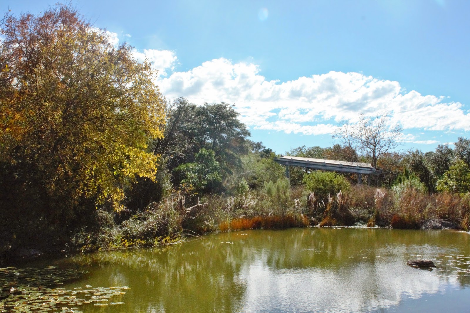 pearl + honey: Austin Science + Nature Center