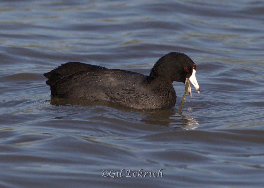 American Coot