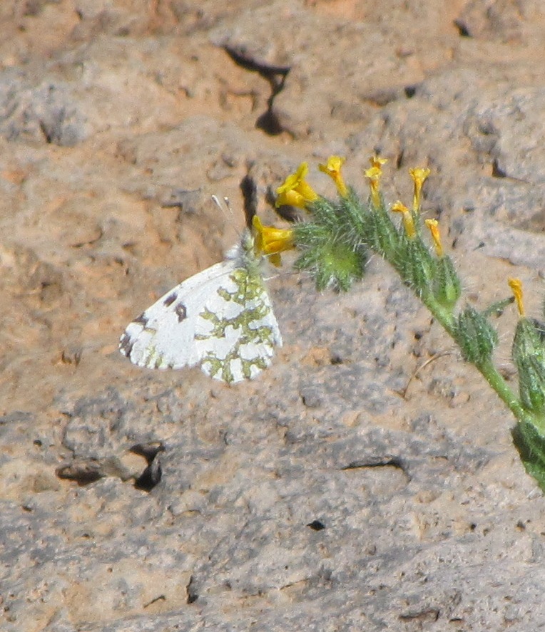 Bug Eric: Marble-ous!