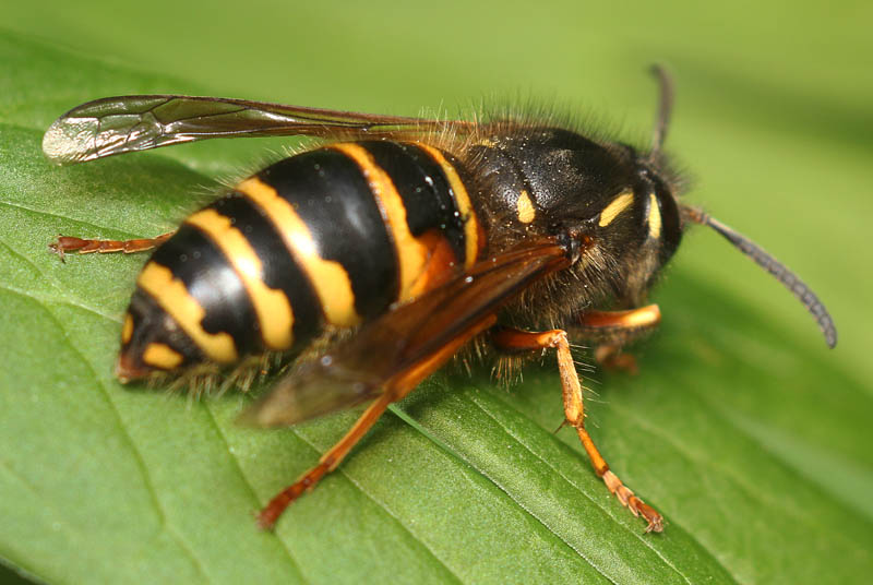 Utgångspunkt 63° 31,x' N - 22° 31,x' O: Två getingar med rött