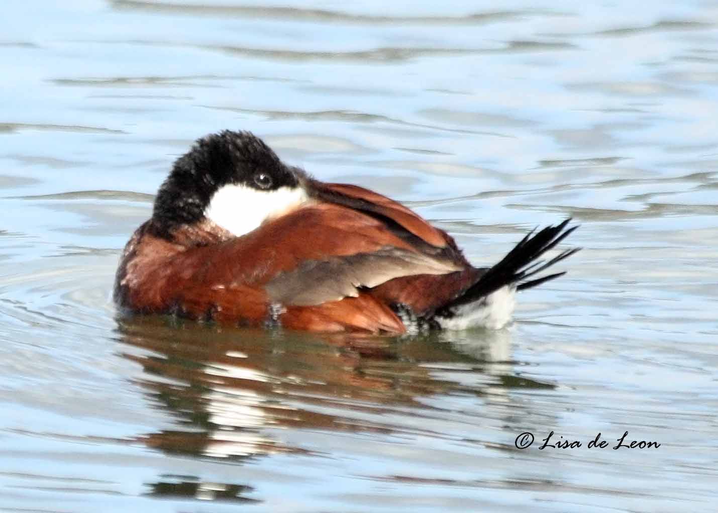 Birding with Lisa de Leon: Ruddy Duck