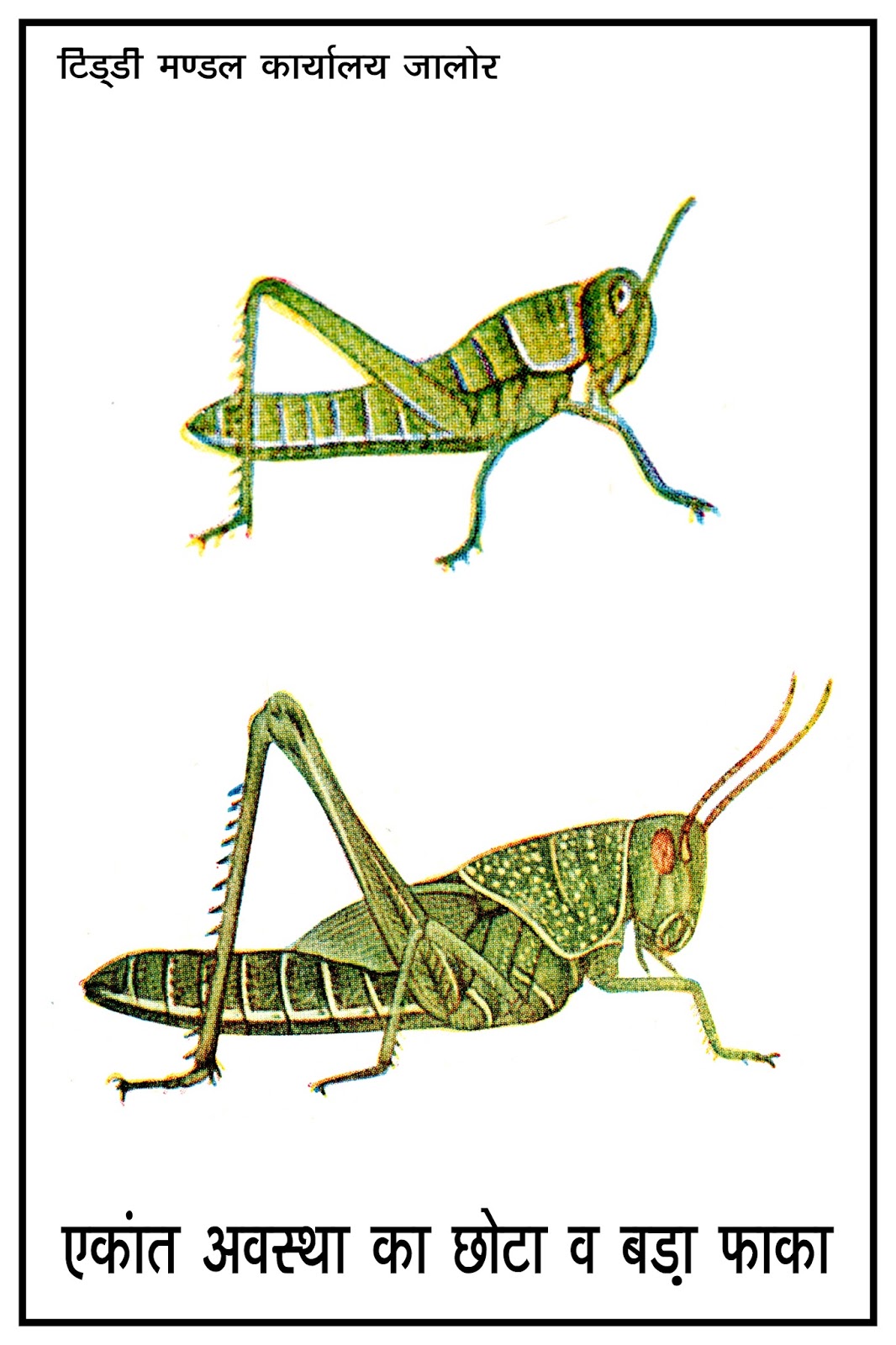 Locust