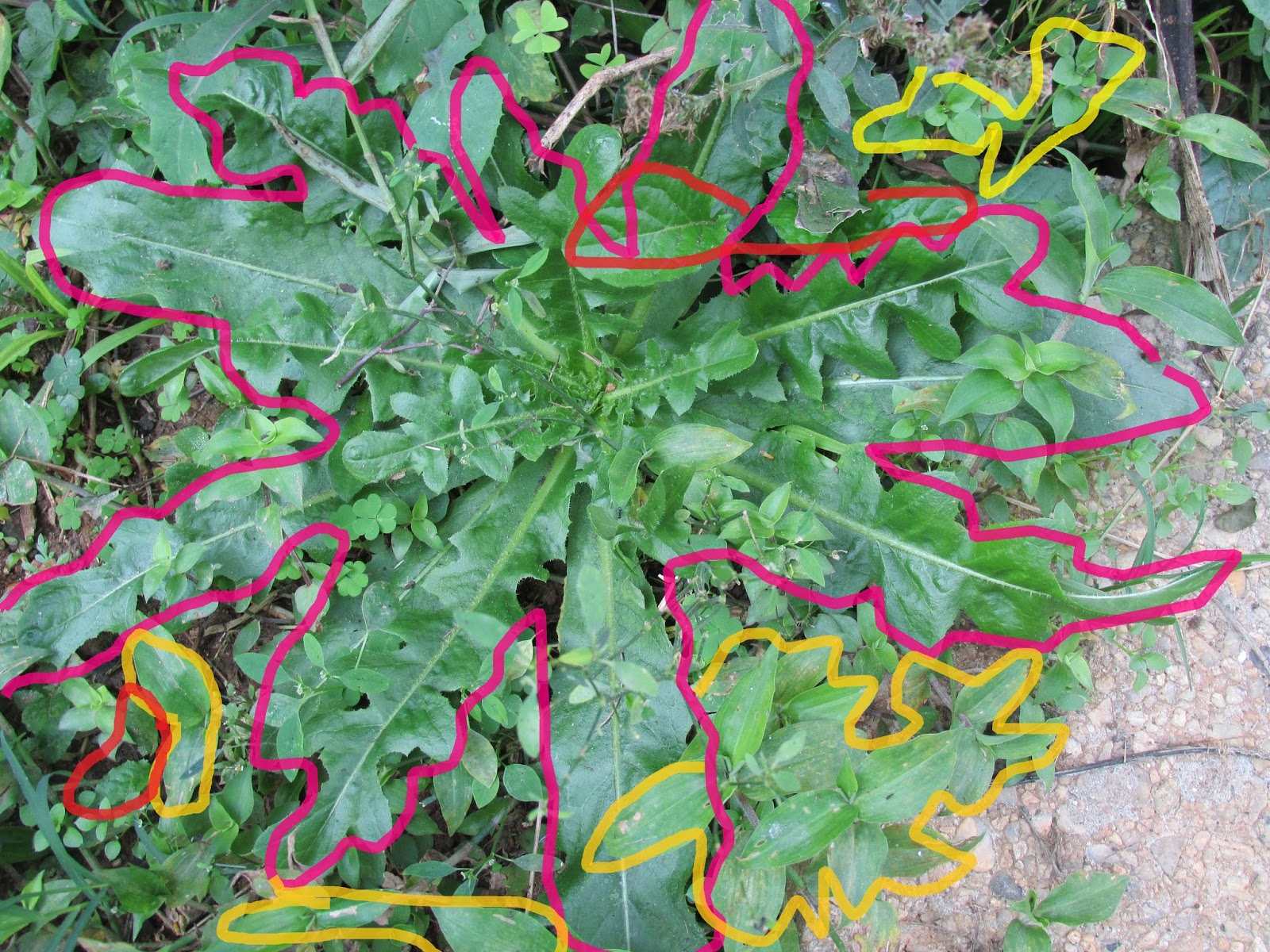 .: Matos que nascem no jardim