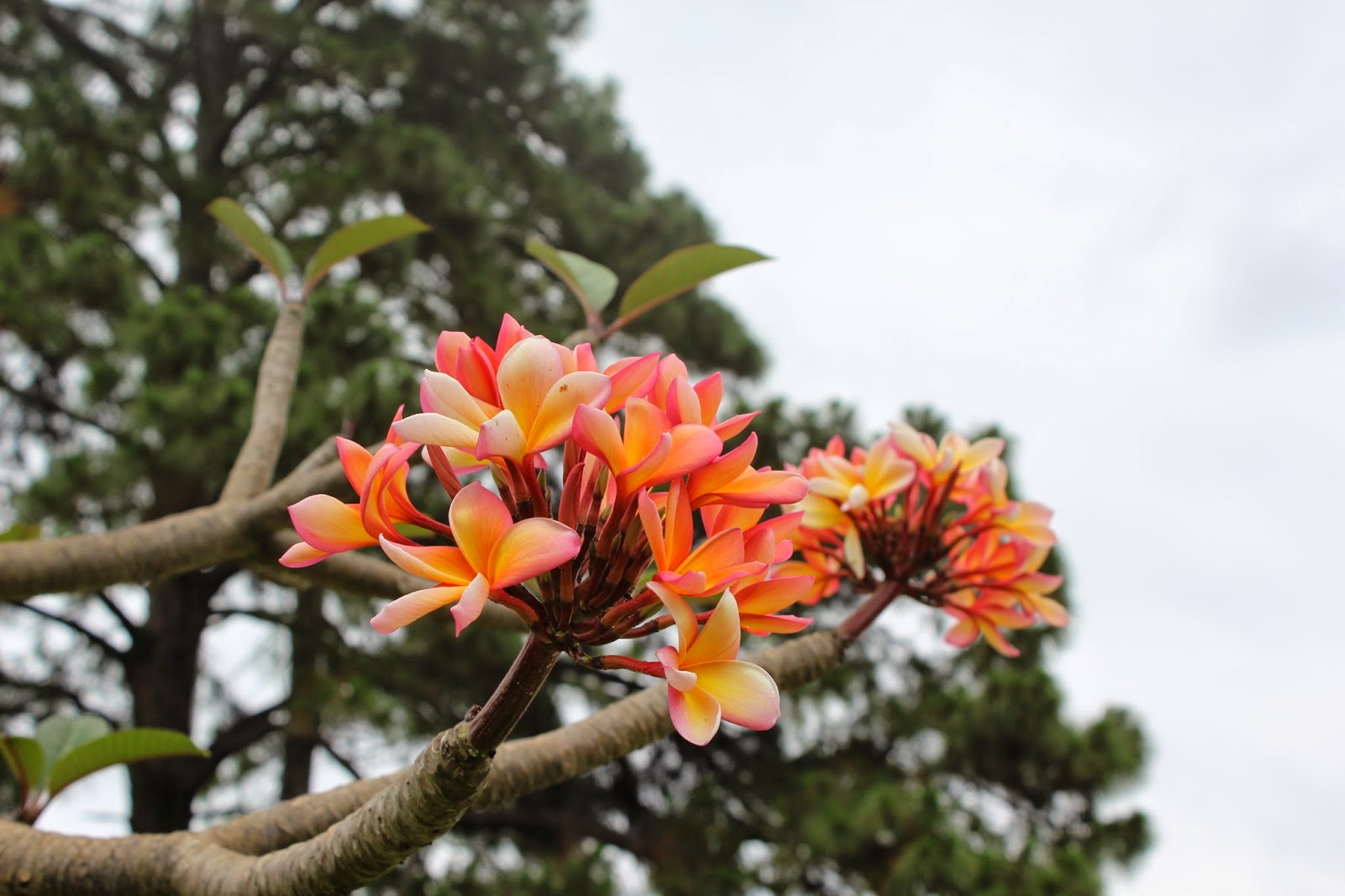 Uma flor por dia: Jasmim-manga