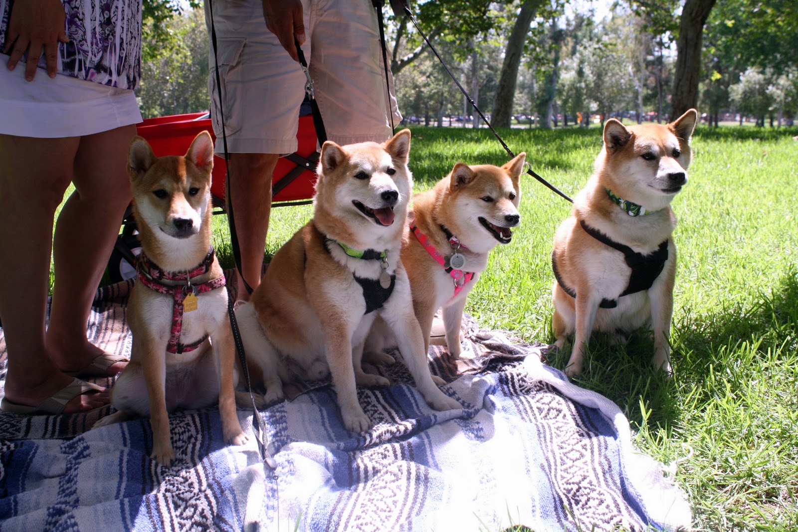 A Tale of Two Tails: Pray for Toshi