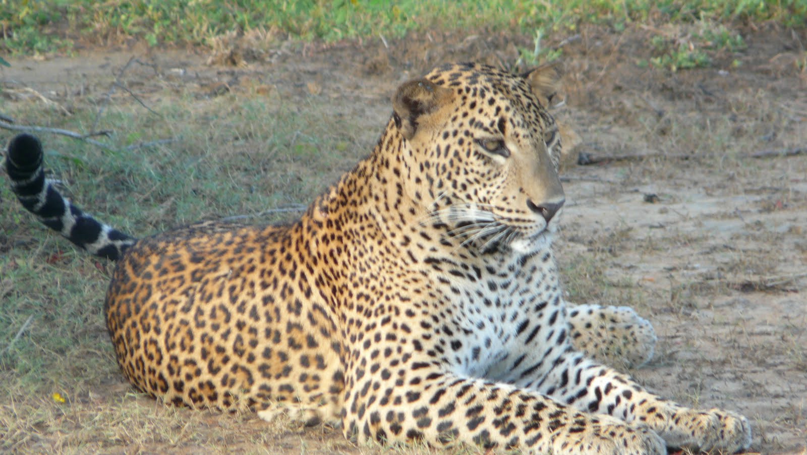 Wild Animal in Sri Lanka (Picture Collection): Tiger in Yala Park