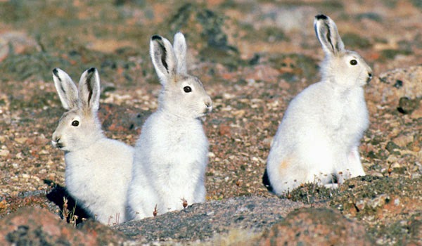 Info animales: LIEBRES Y CONEJOS