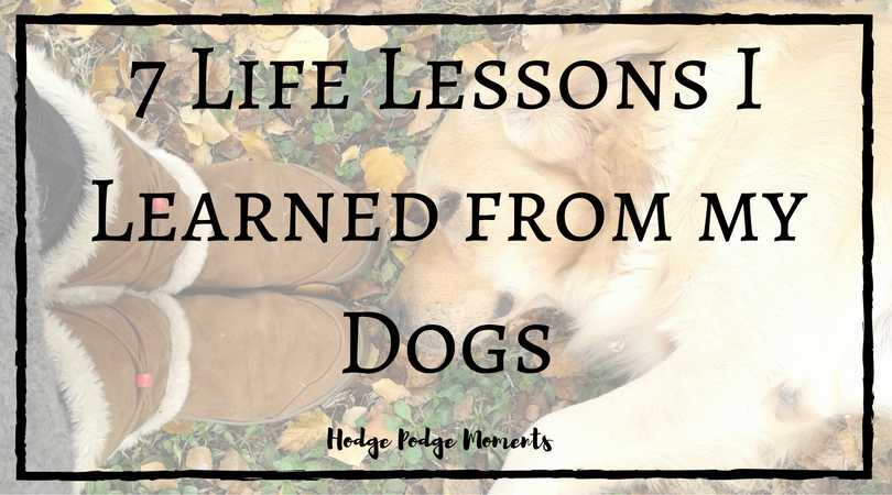 7 Life Lessons I Learned from my Dogs | Hodge Podge Moments