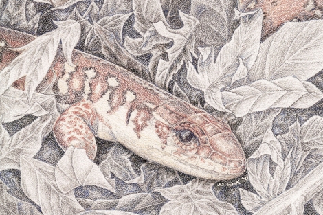 Evolutionary Vertebrate Zoology: Messel on Tour