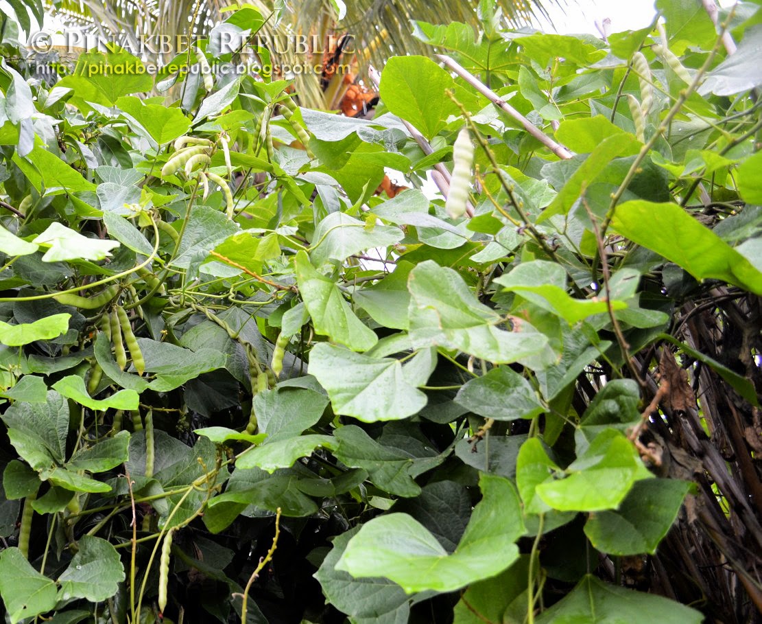 dinengdeng a bunga ti singkamas, jicama fruit stew ~ PINAKBET REPUBLIC